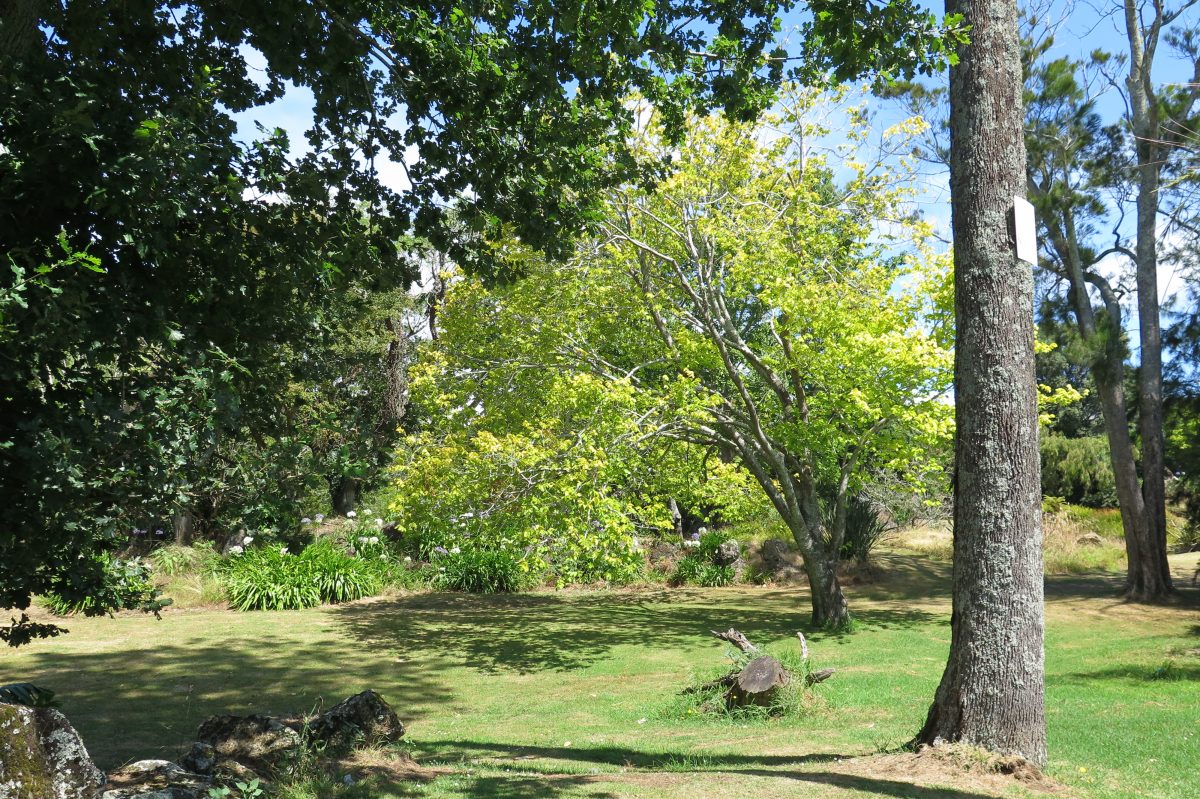 Housing New Zealand's development in Asquith Ave, Mt Albert, has ...